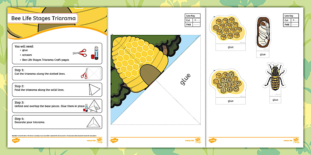 Bee Life Stages Triarama (teacher made) - Twinkl