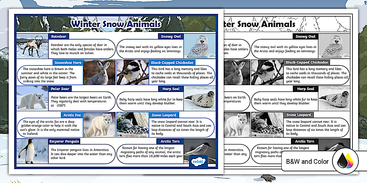 Winter Snow Animals Informational Poster (teacher made)