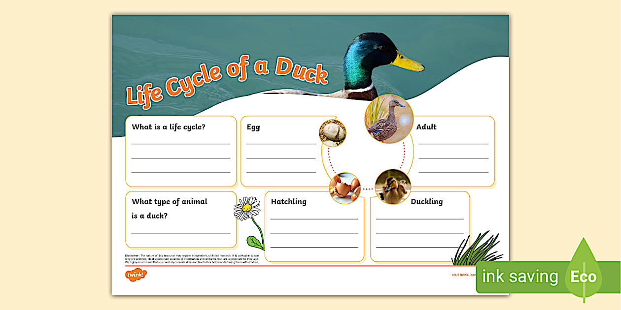 Life Cycle of a Duck Fact File Template (teacher made)