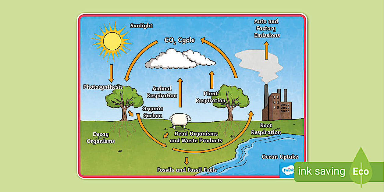 Climate Crisis - Carbon Cycle