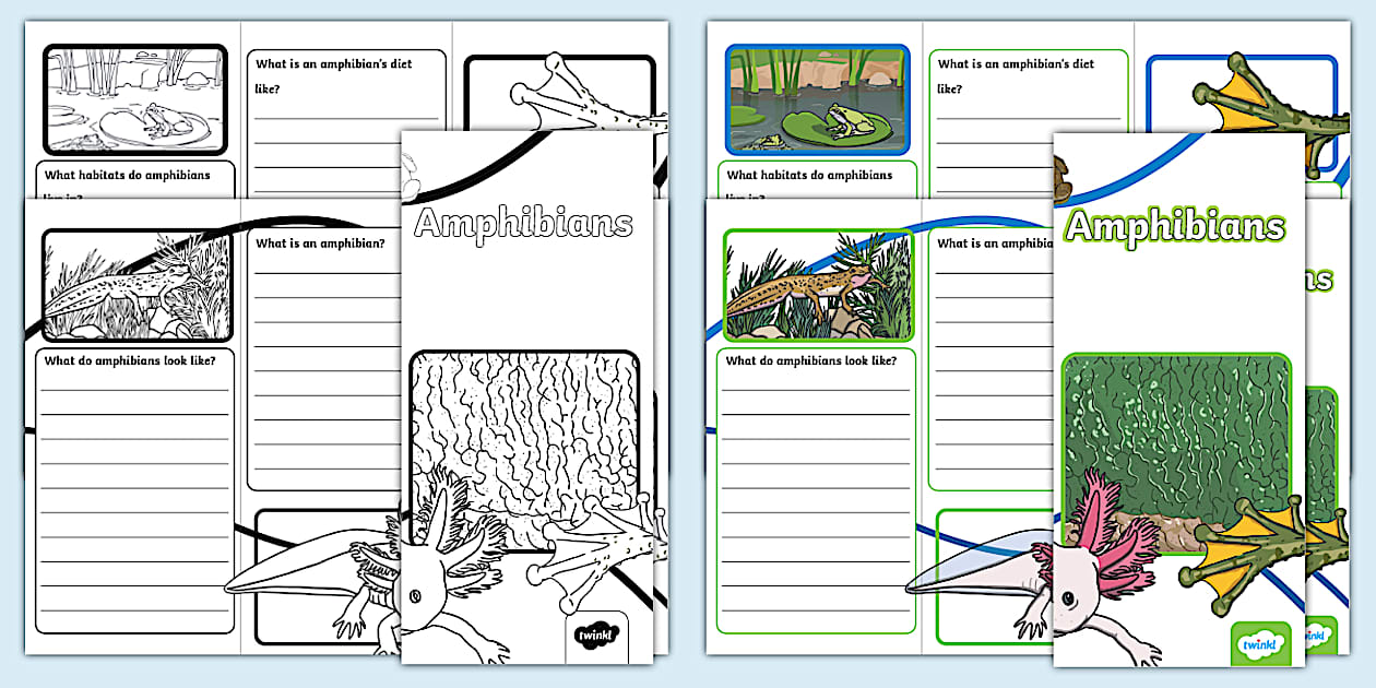Amphibians Leaflet Template (teacher made) - Twinkl
