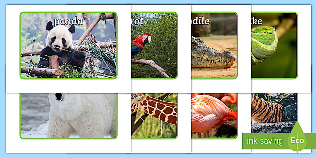 Cursive Zoo-Themed Display Photos (teacher made) - Twinkl