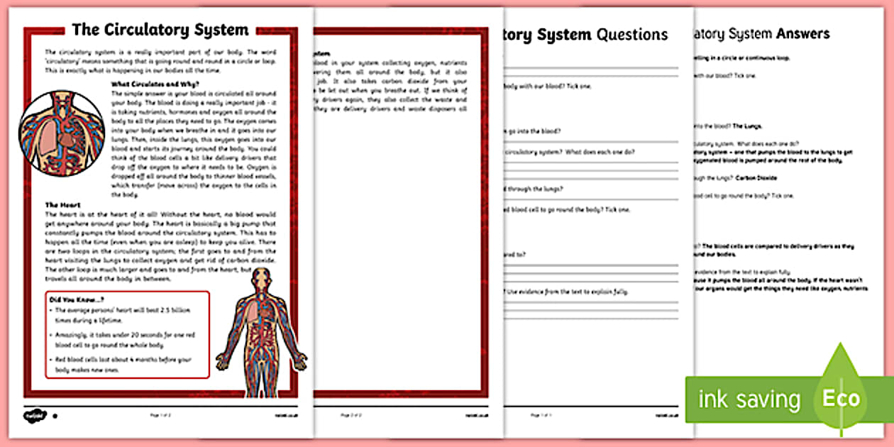 Editable Blood and the Circulatory System: Differentiated Worksheets
