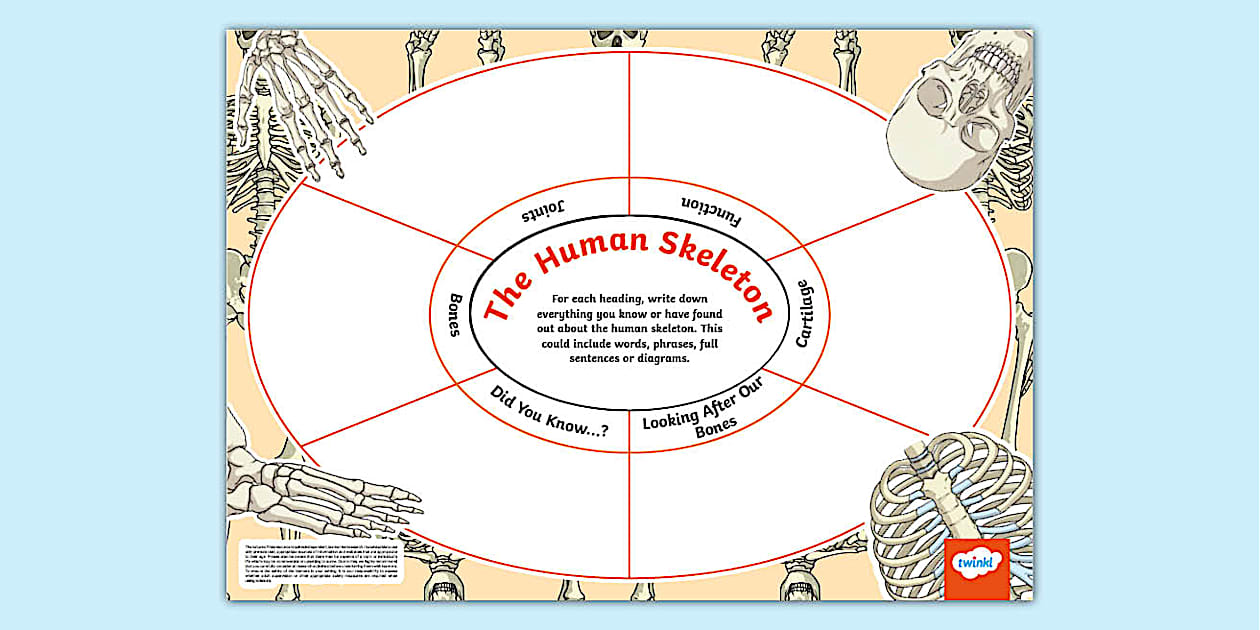 The Human Skeleton Around the Table (teacher made) - Twinkl
