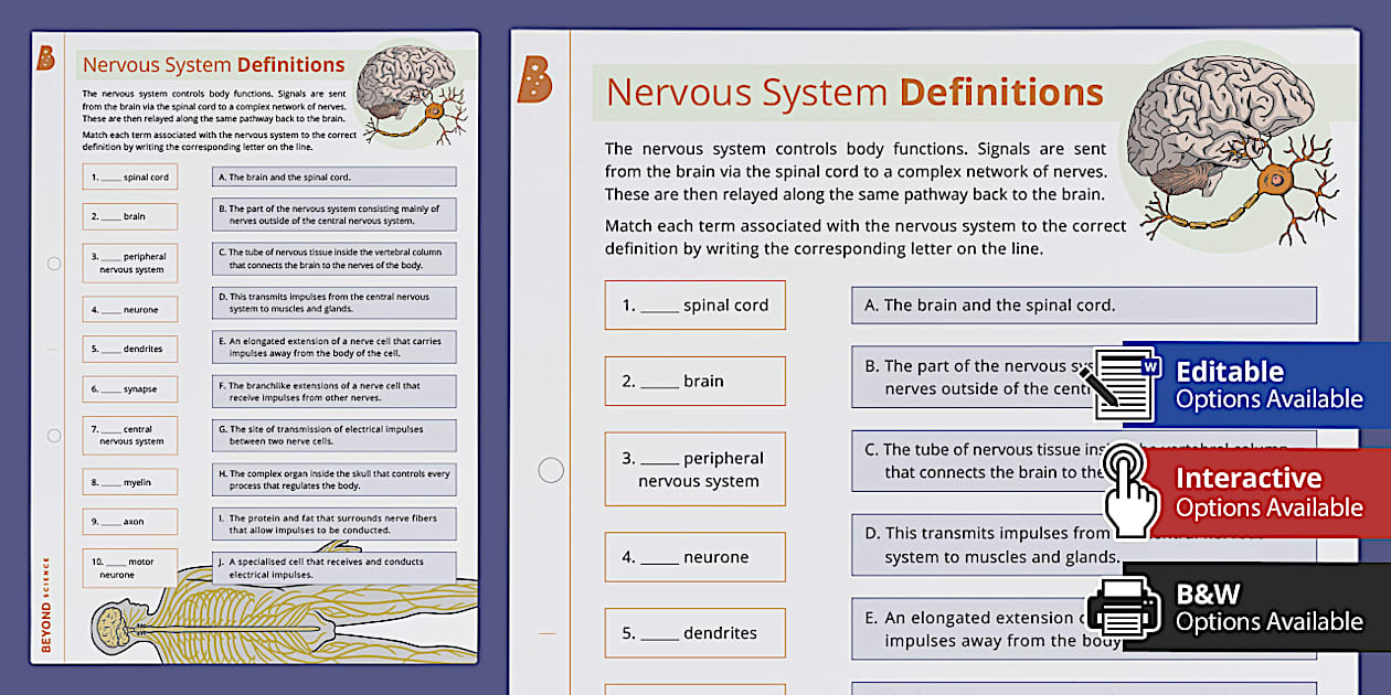 Nervous System Definitions Matching Activity - Twinkl