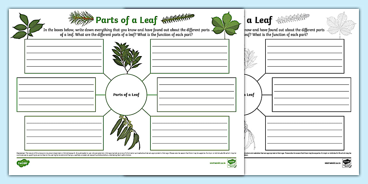 Parts of a Leaf Mind Map (creat de profesori) - Twinkl