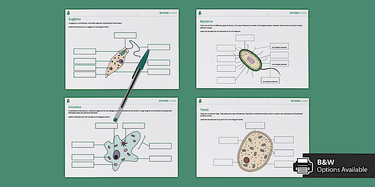 Unicellular Organisms Labelling Sheets | Biology | Beyond