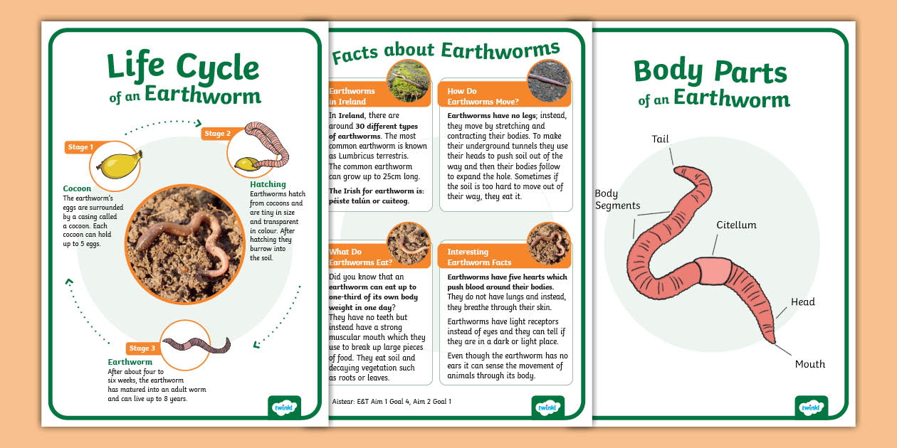 Earthworm Facts (Teacher-Made) - Twinkl