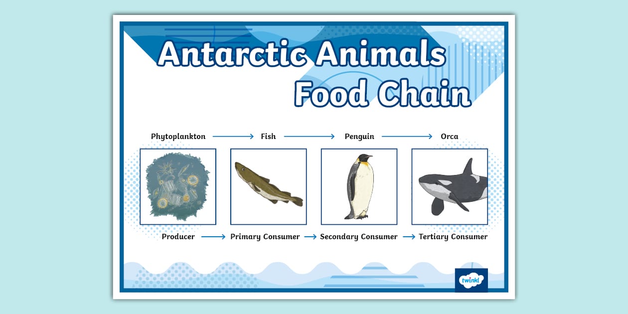 Antarctic Animals Food Chain Display Poster - Twinkl