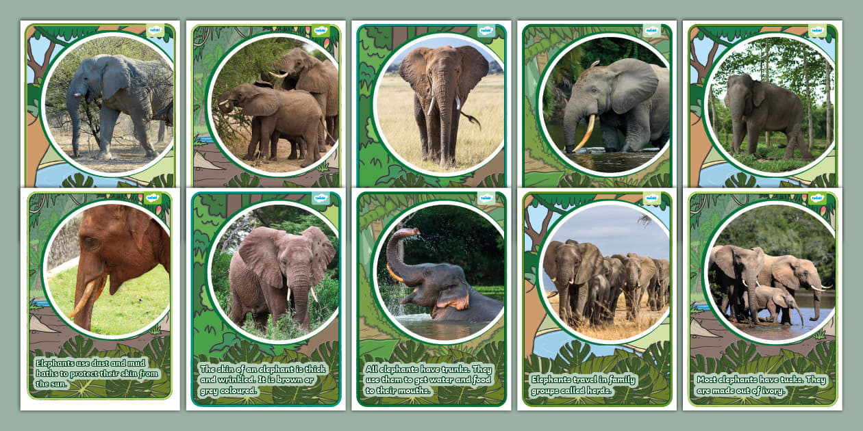 Elephant Fact Posters - Twinkl - KS1