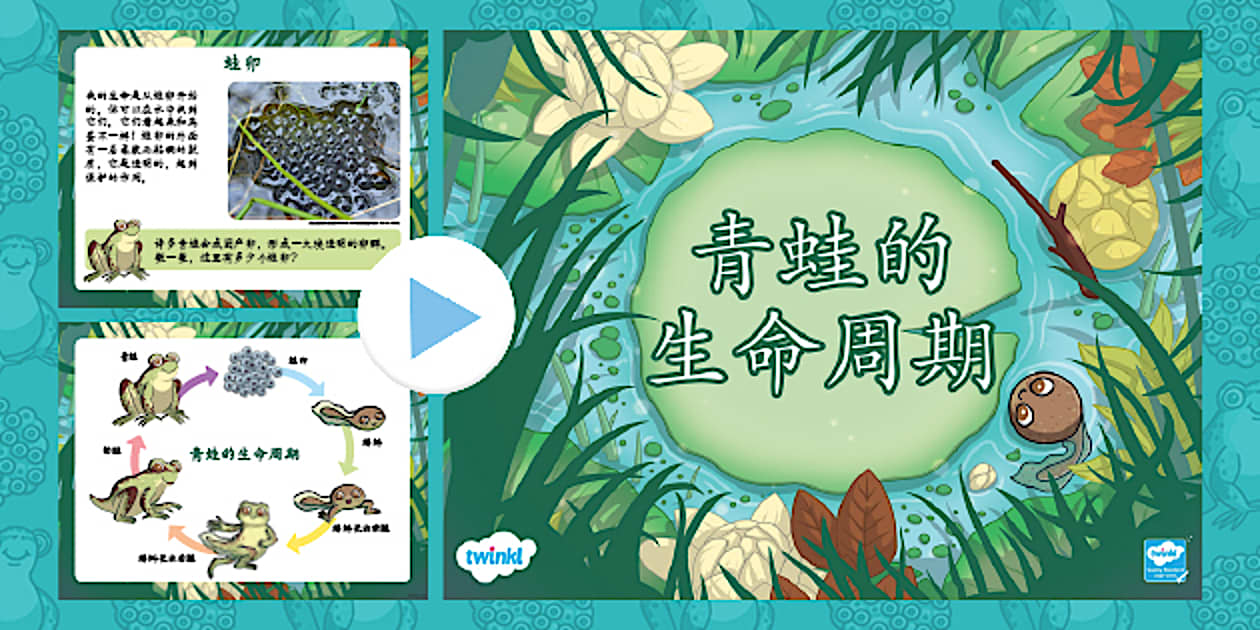 青蛙的生命周期 幻灯片 (teacher made) - Twinkl