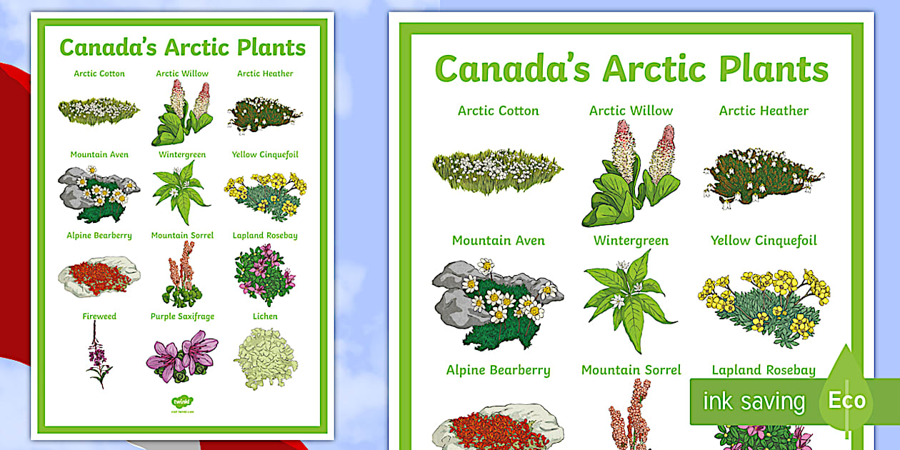Canada's Arctic Plants Display Poster (teacher made)