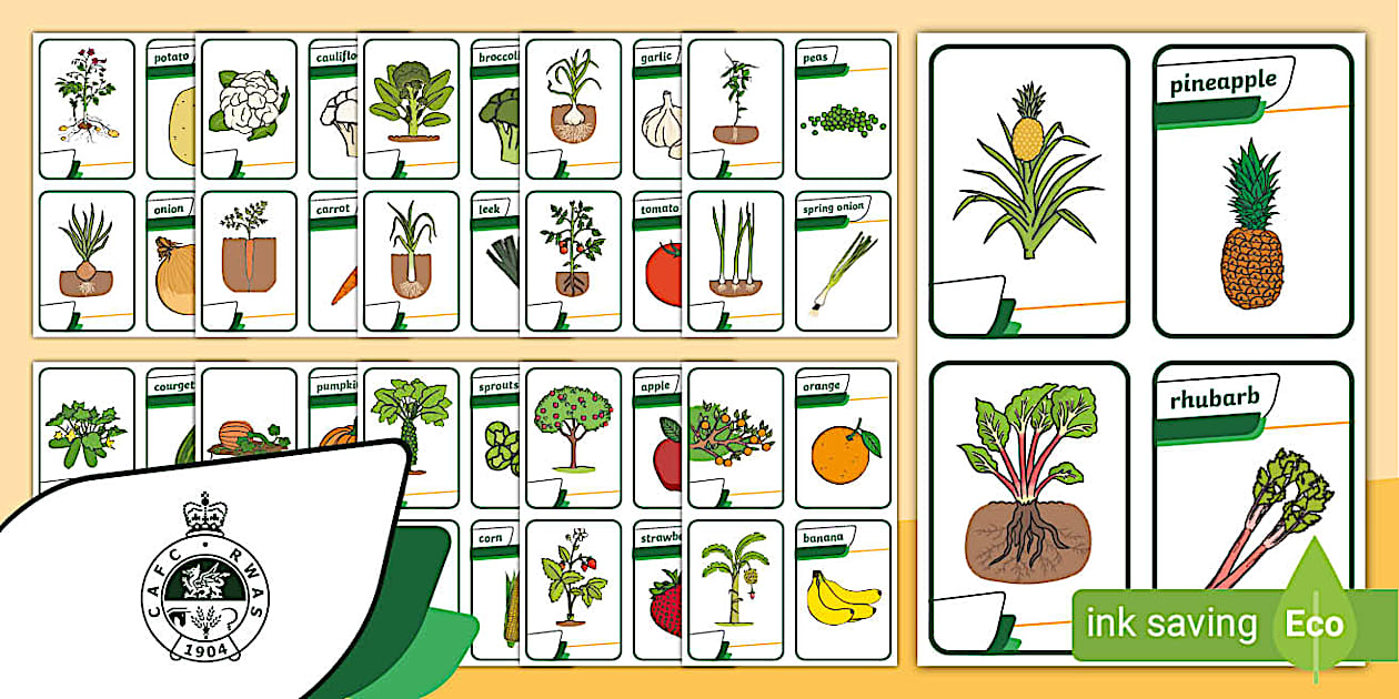 Royal Welsh Show: Fruit and Vegetables Plants Matching Activity