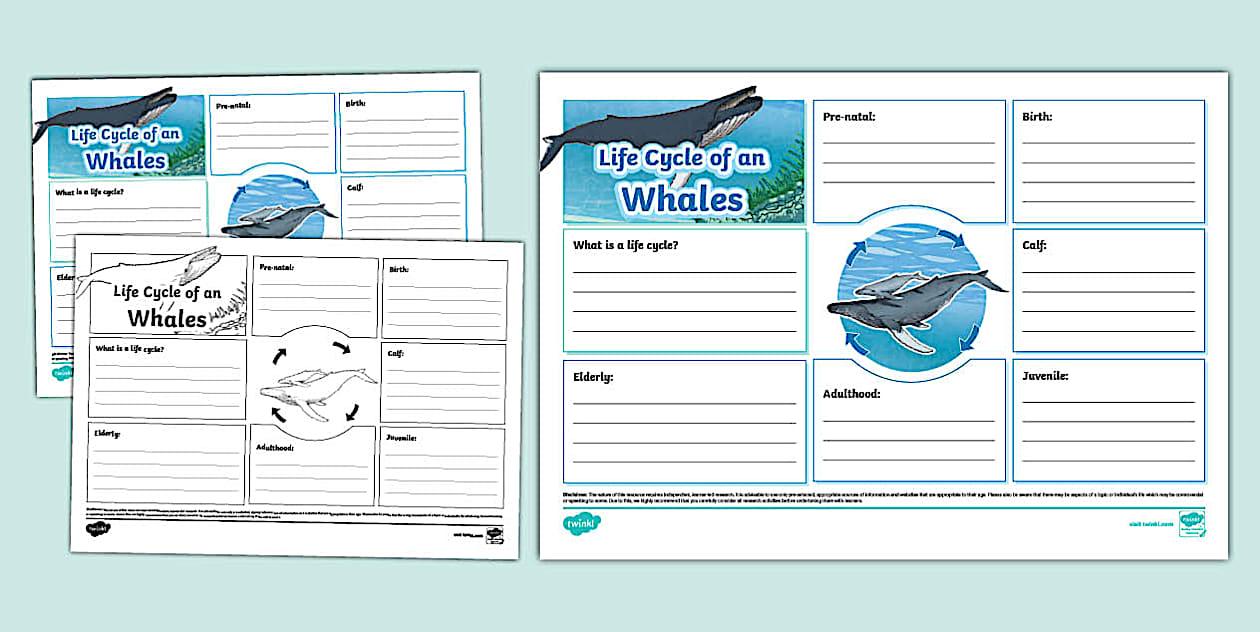 Whale Life Cycle Fact File Template (teacher made) - Twinkl