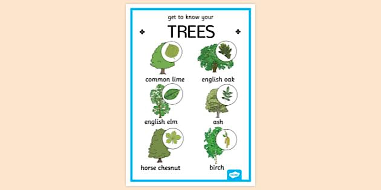 Tree Poster for KS2 | Nature | Display Poster | Twinkl