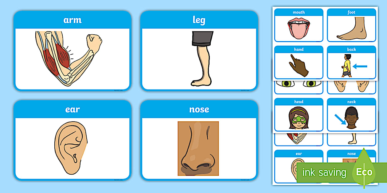 My Body Flashcards | NZ Teaching Resources (teacher made)