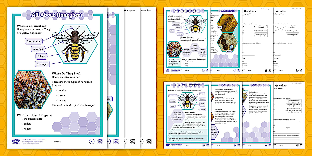 All About Honeybees Year 2 Non-Fiction Reading Comprehension
