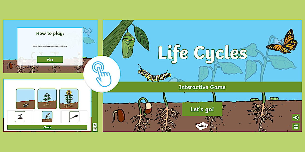Life Cycles Interactive Game | Twinkl (teacher made)