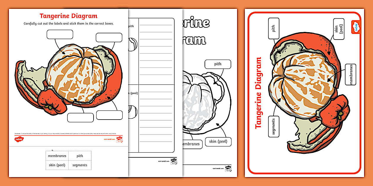 Tangerine Diagram Pack (teacher made) - Twinkl