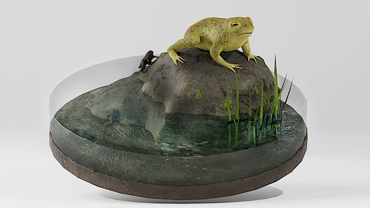 3D Model: Life Cycles - Amphibian: Toad (Teacher-Made)