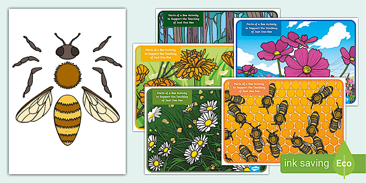 Bee Activity to Support the Teaching of Just One Bee