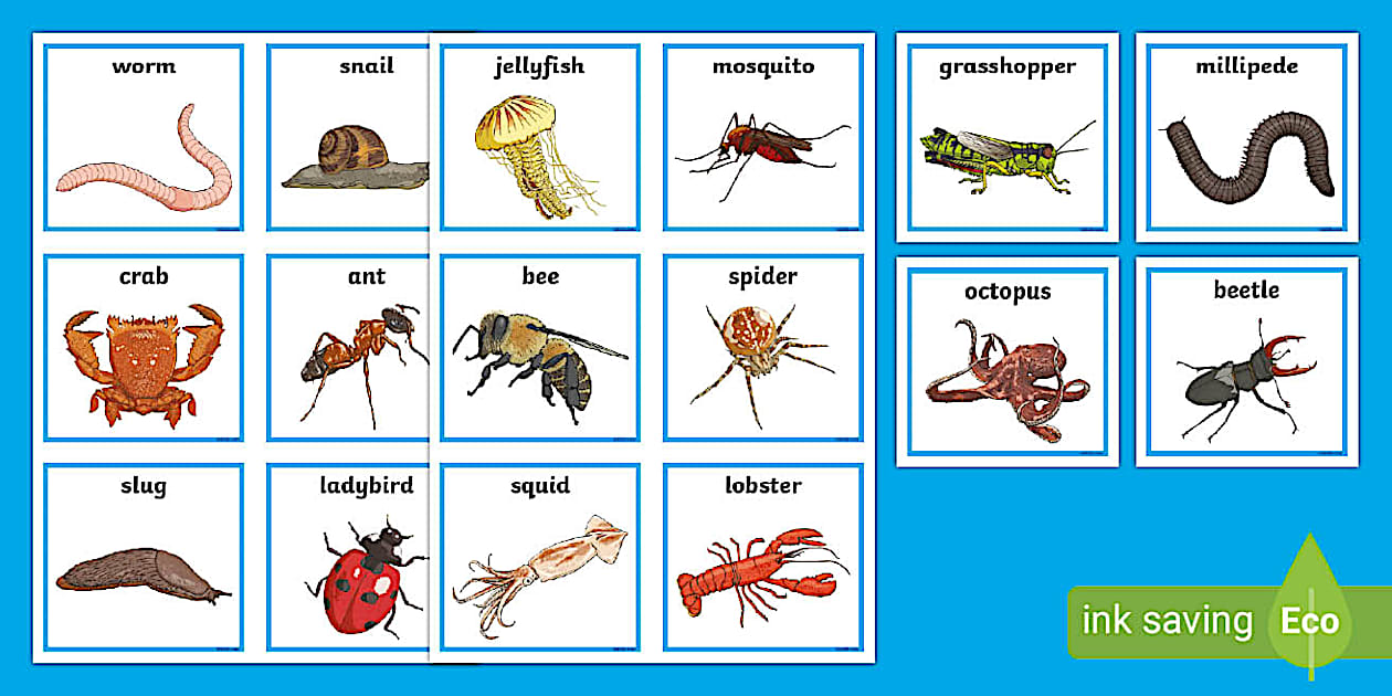Invertebrate Animal Skeleton Sorting Cards (teacher made)