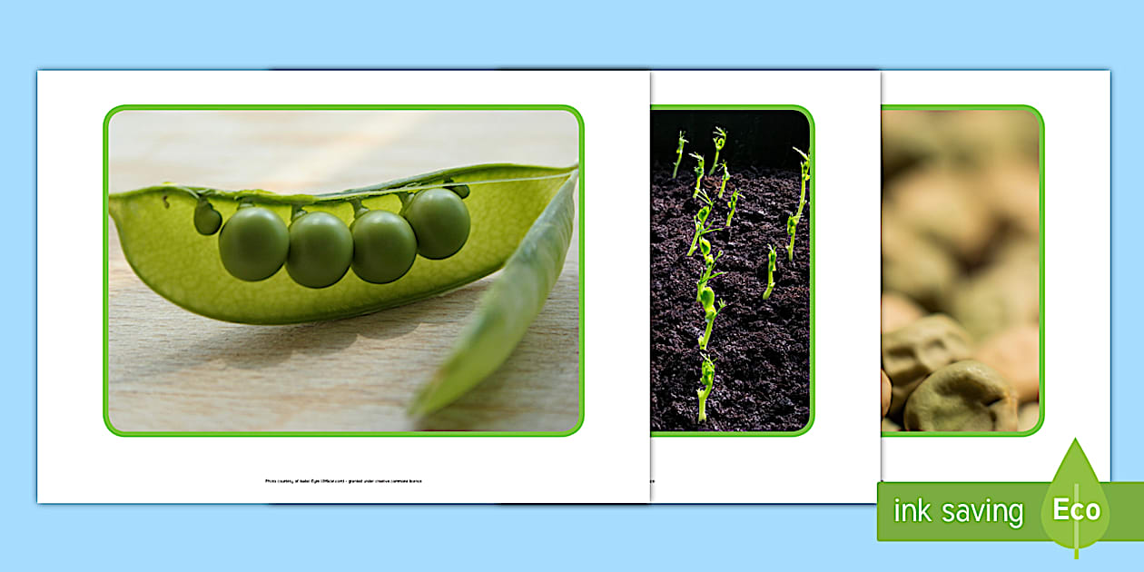 Life Cycle of a Pea Plant Display Photos (teacher made)