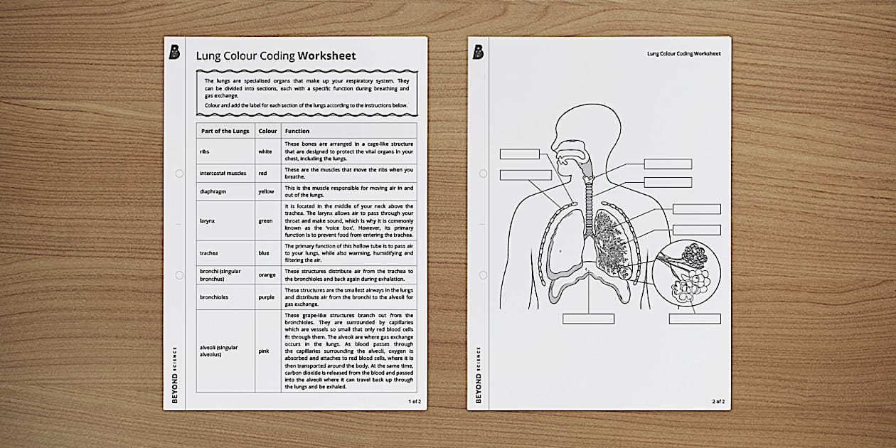 Lung Colour Coding Worksheet (Hecho por educadores) - Twinkl
