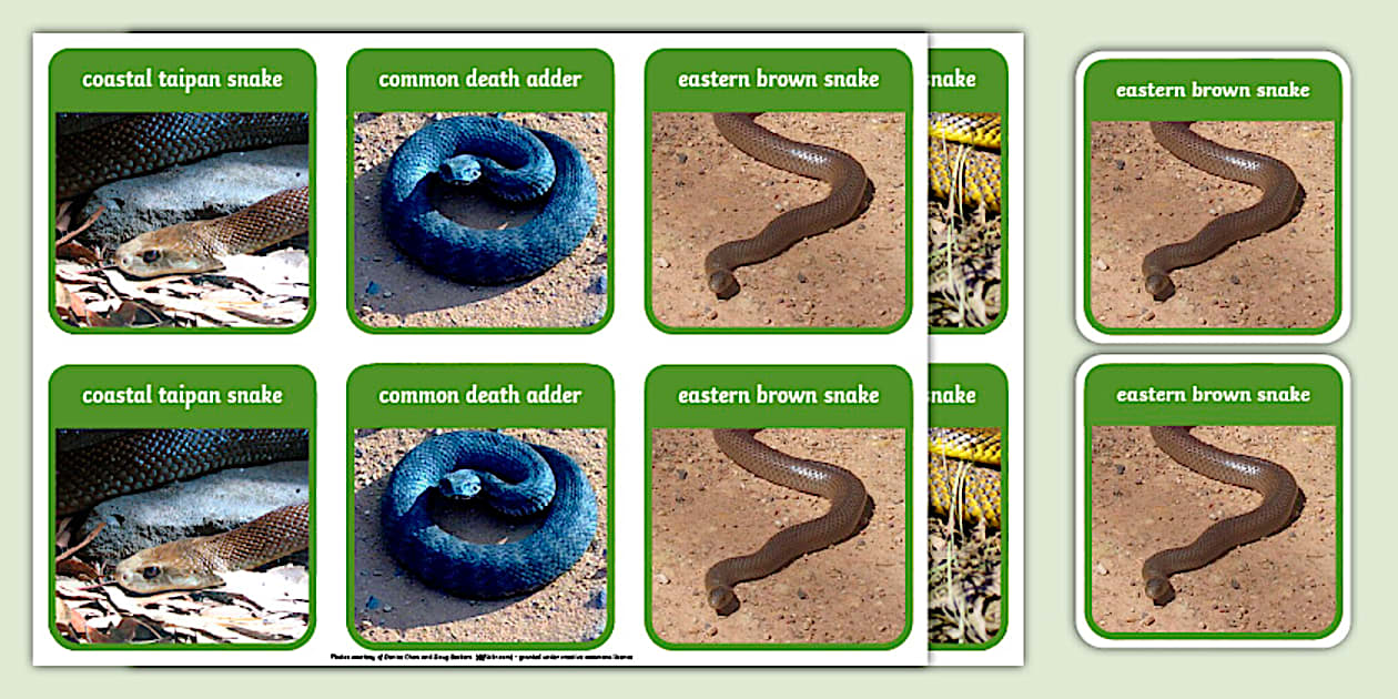 Australia's Dangerous Snakes Memory Game - Twinkl