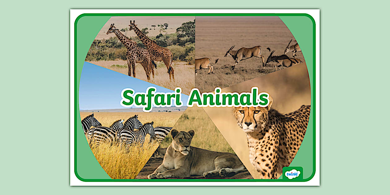 Safari Animals Photo Display Poster (Teacher-Made) - Twinkl
