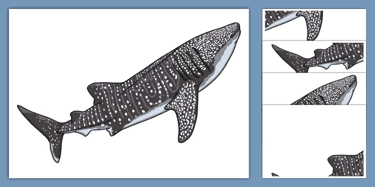 Large Whale Shark Cut-Out (Teacher-Made) - Twinkl