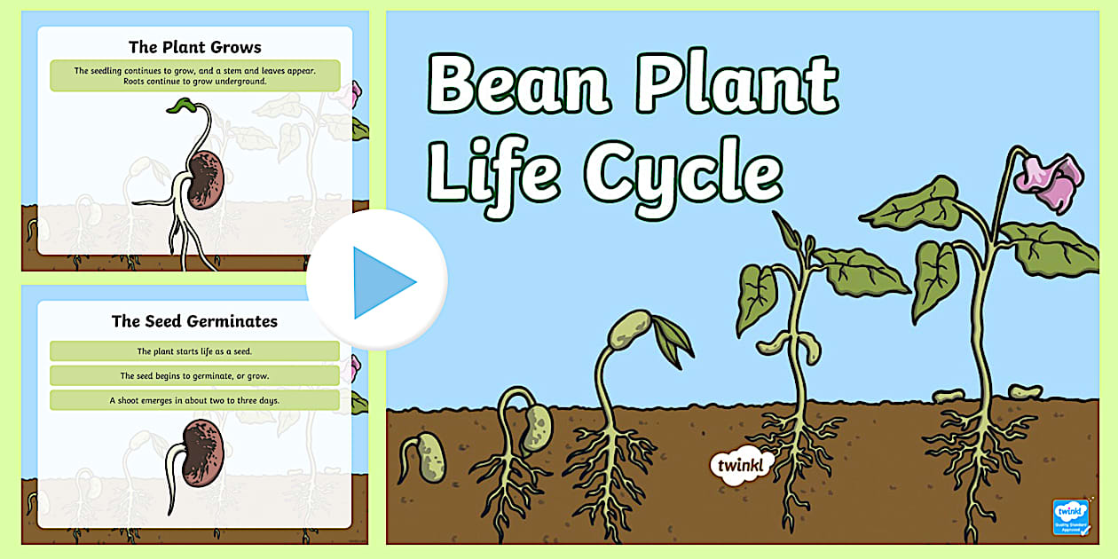 Life Cycle of a Bean Plant PowerPoint | Science | Twinkl USA