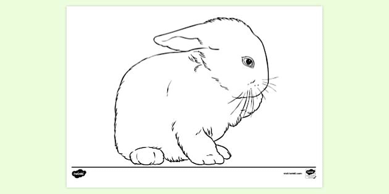 Young Rabbit Colouring Sheet (l'enseignant a fait) - Twinkl