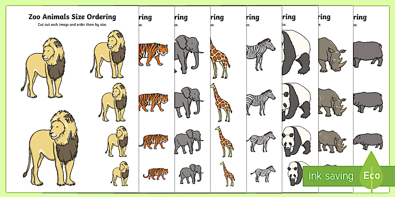 Zoo Animals Size Ordering (teacher made) - Twinkl