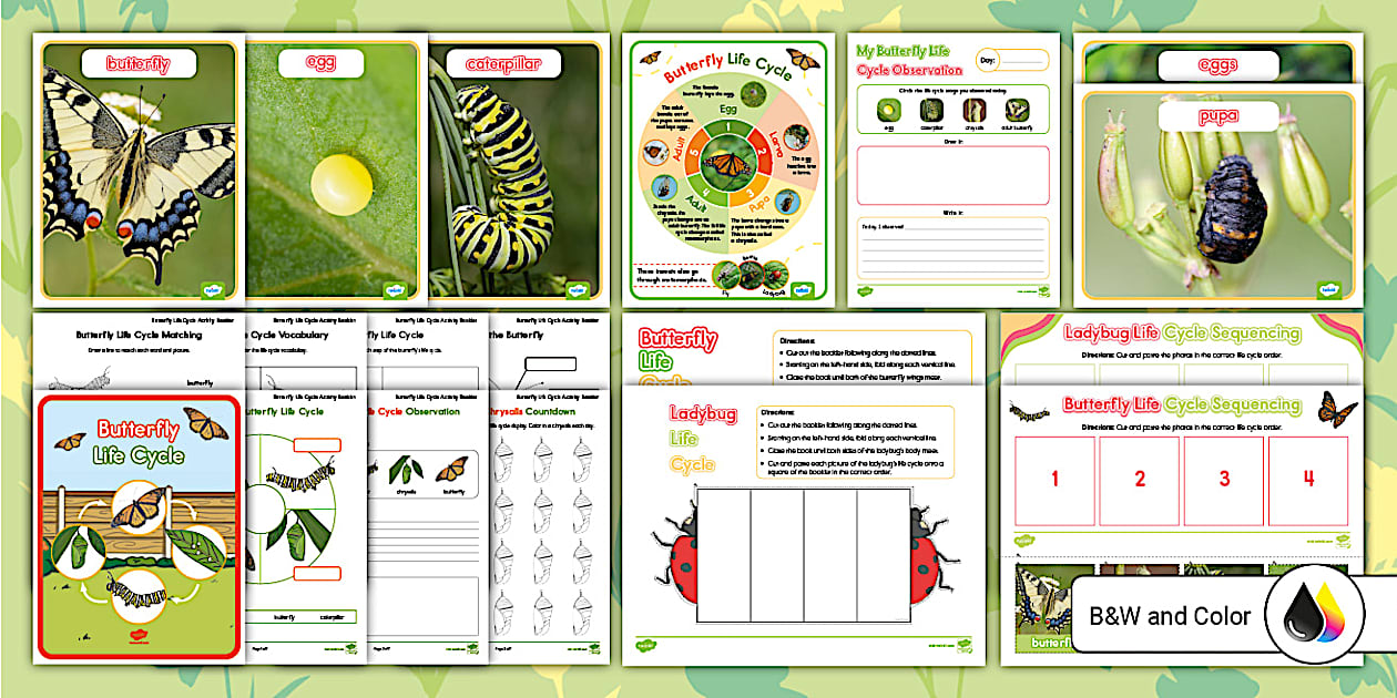 Early Childhood Insect Life Cycles Science Learning Center Activity Pack