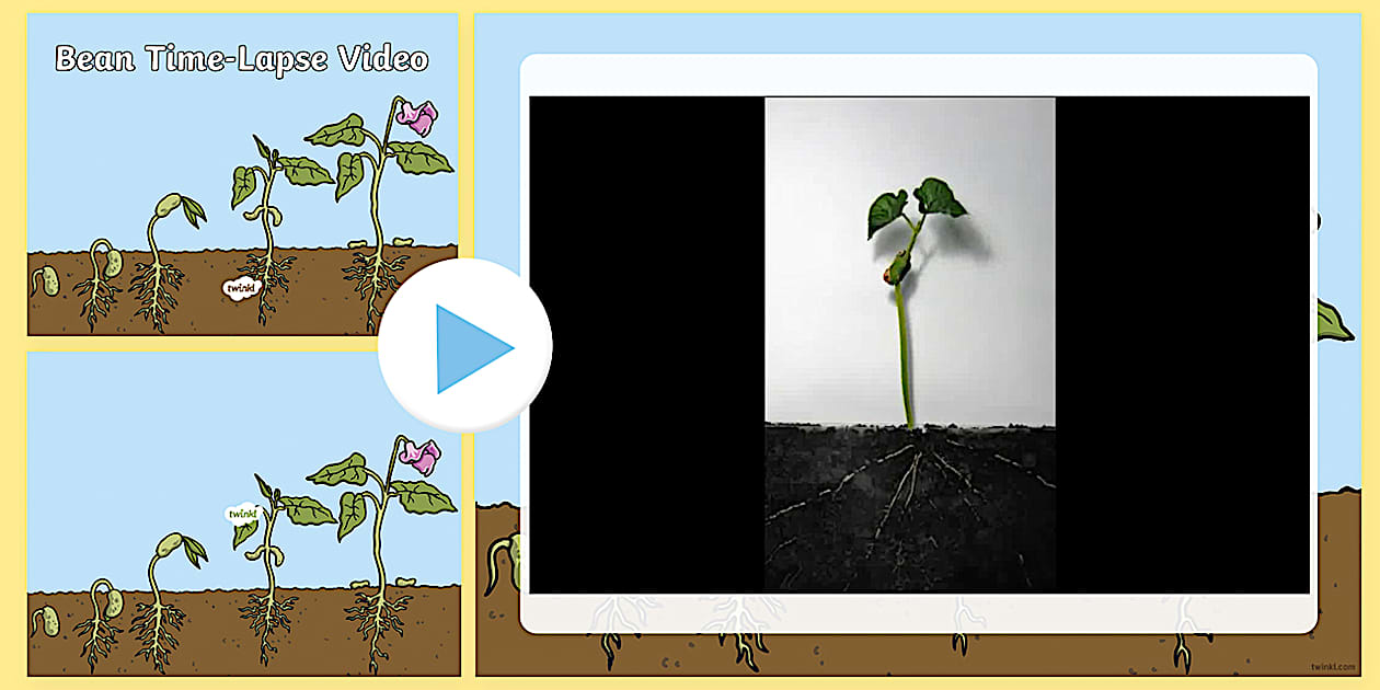 Bean Time-Lapse Video PowerPoint (teacher made) - Twinkl