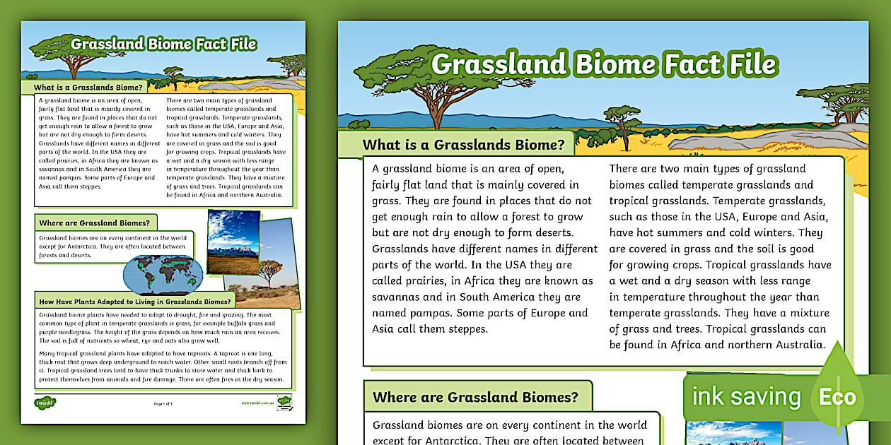 Grassland Biome Fact File | Environments and Adaptations