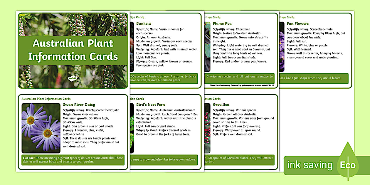Australian Plant Information Cards | Twinkl - Twinkl