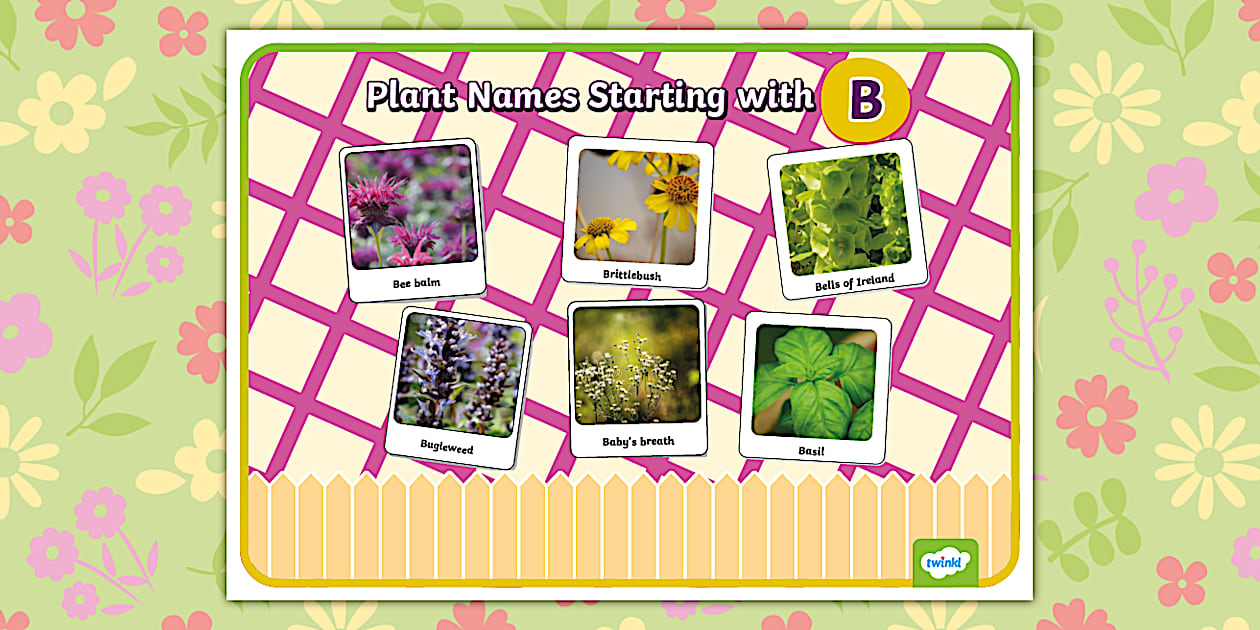 Plant Names That Start with B Display Poster (teacher made)