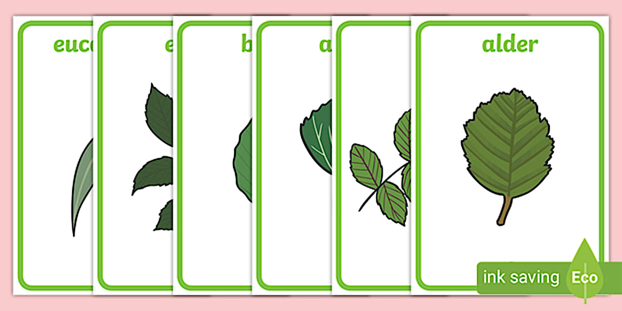 Editable Tree Leaf Identification Display Posters - Twinkl