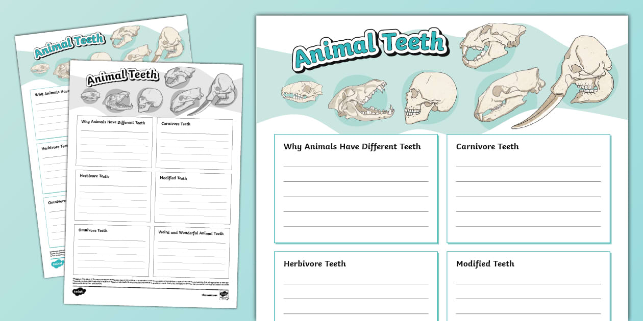 * NEW * Animal Teeth Fact File Template (teacher made)