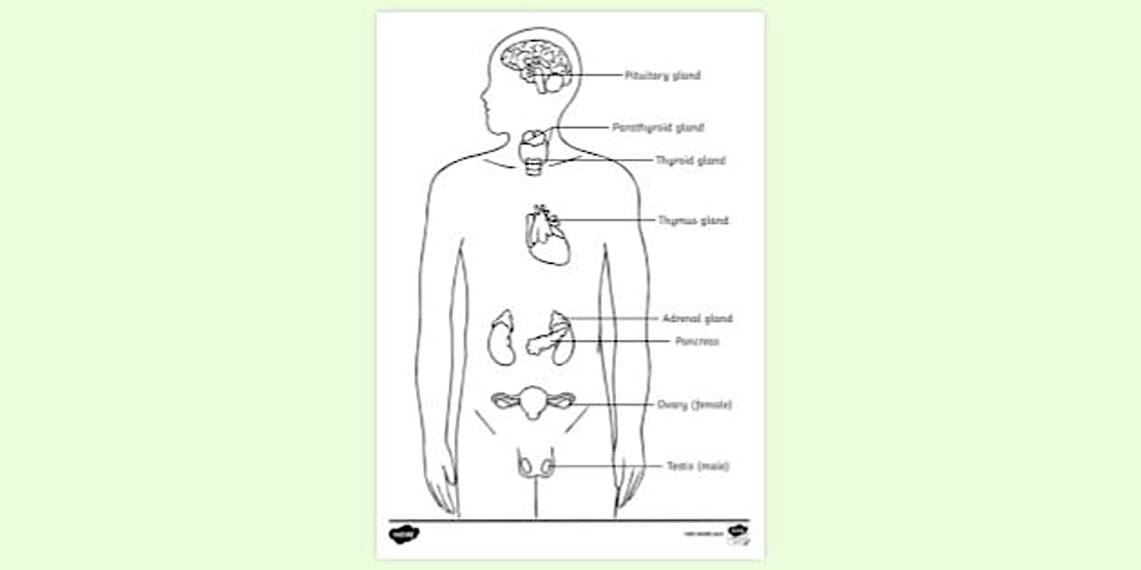 Free Human Body Diagram Colouring Page | Twinkl - Twinkl