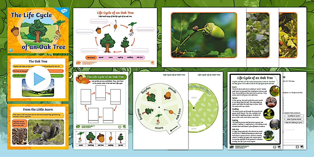 Life Cycle of an Oak Tree Resource Pack - Twinkl