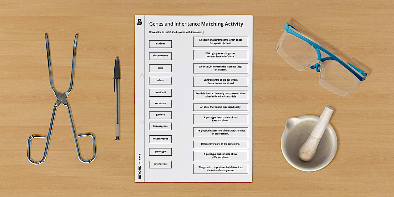 Genes and Inheritance Matching Activity (teacher made)
