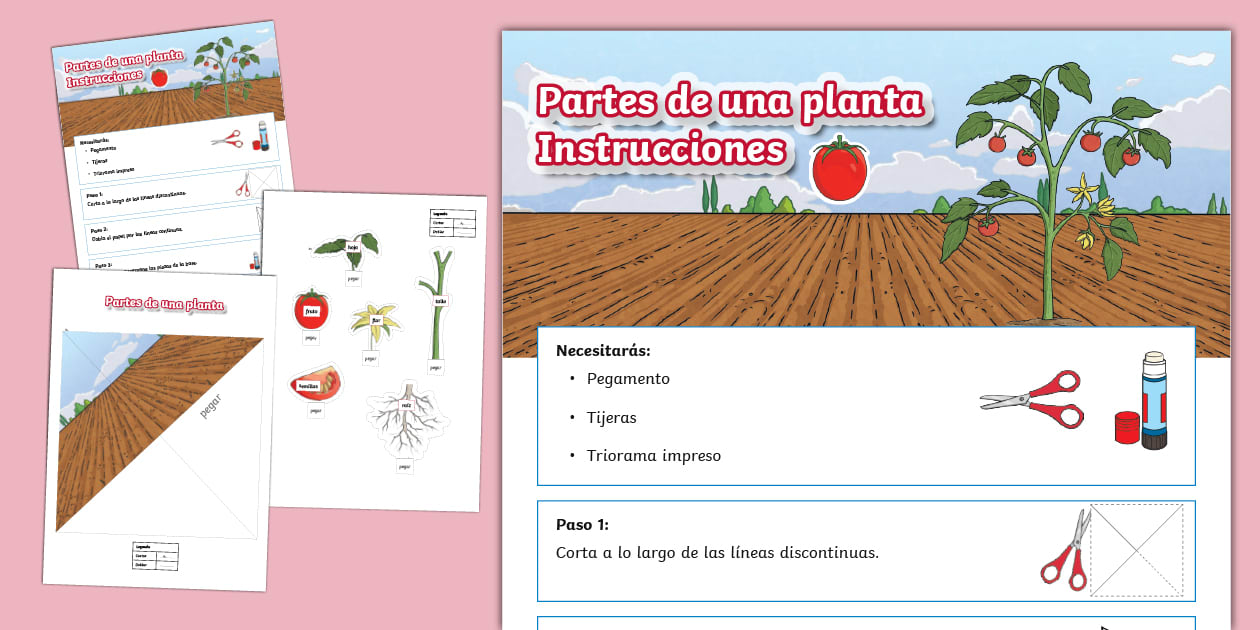 Triorama: Partes de una planta en flor - Twinkl