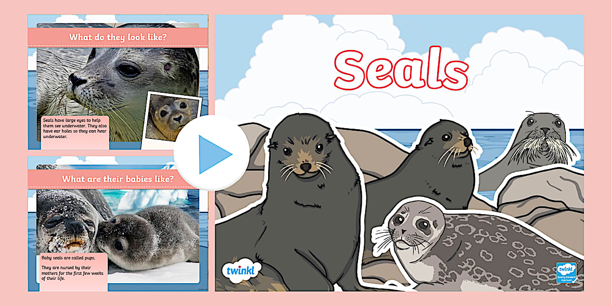 Seals Photo PowerPoint - Twinkl - KS1 (teacher made)