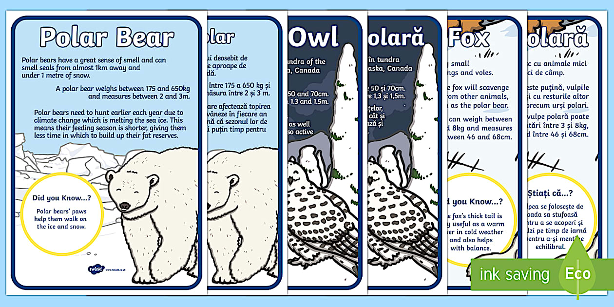 Arctic Animal Display Facts Posters Romanian/English