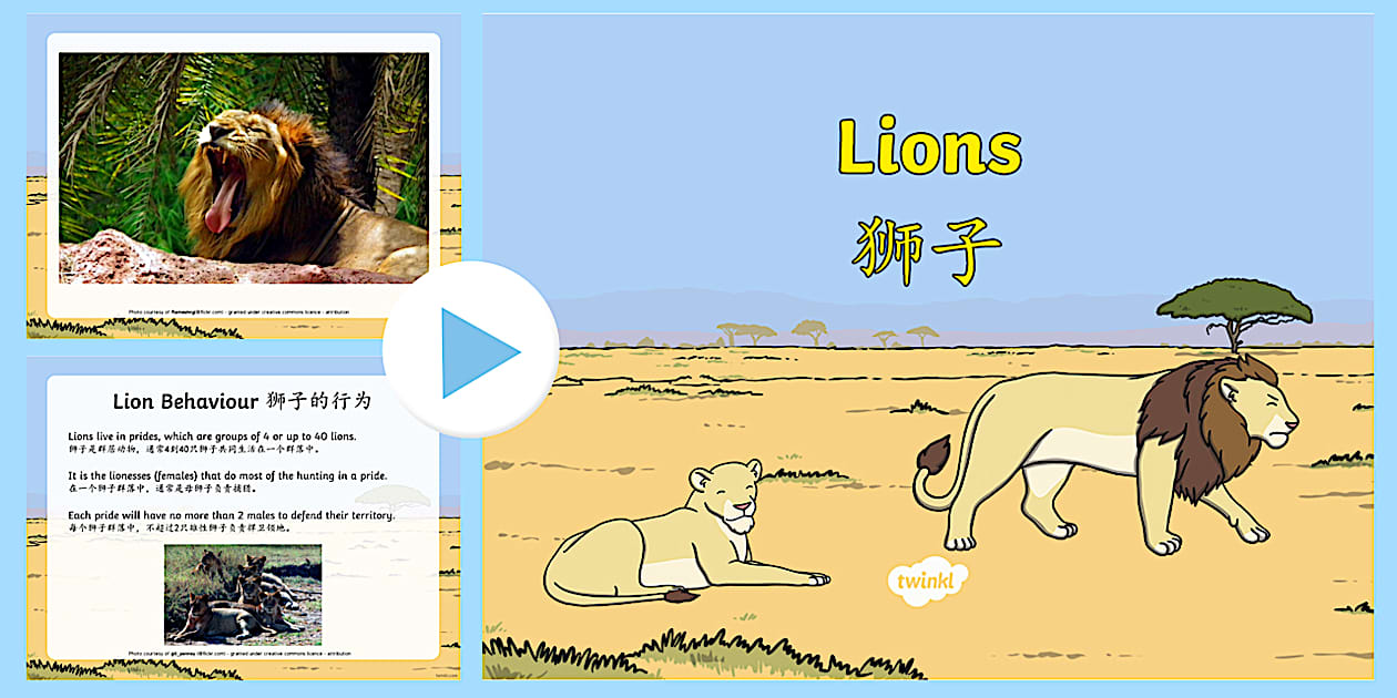 Safari Lion Information PowerPoint English/Mandarin Chinese - Safari Lion