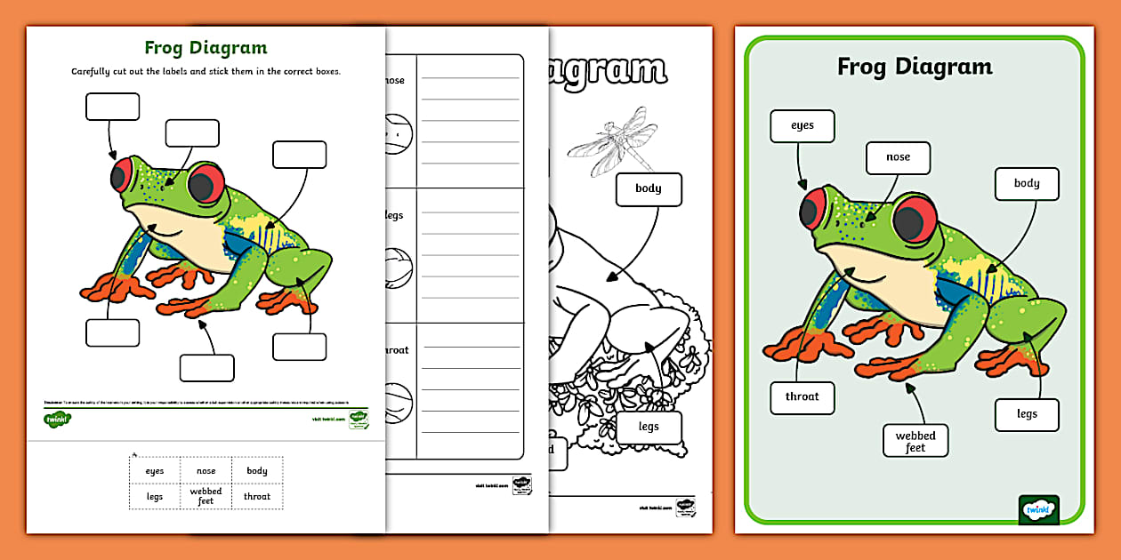Frog Diagram Pack (teacher made) - Twinkl
