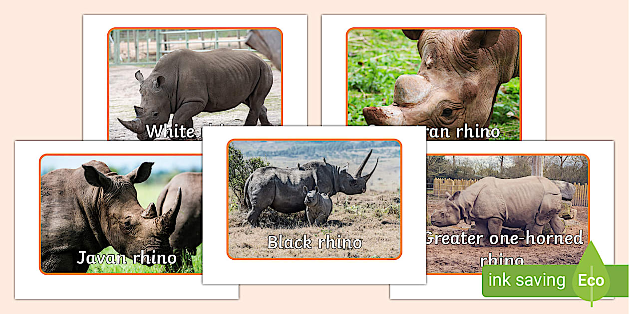 Types of Rhinos Photo Pack (professor feito) - Twinkl